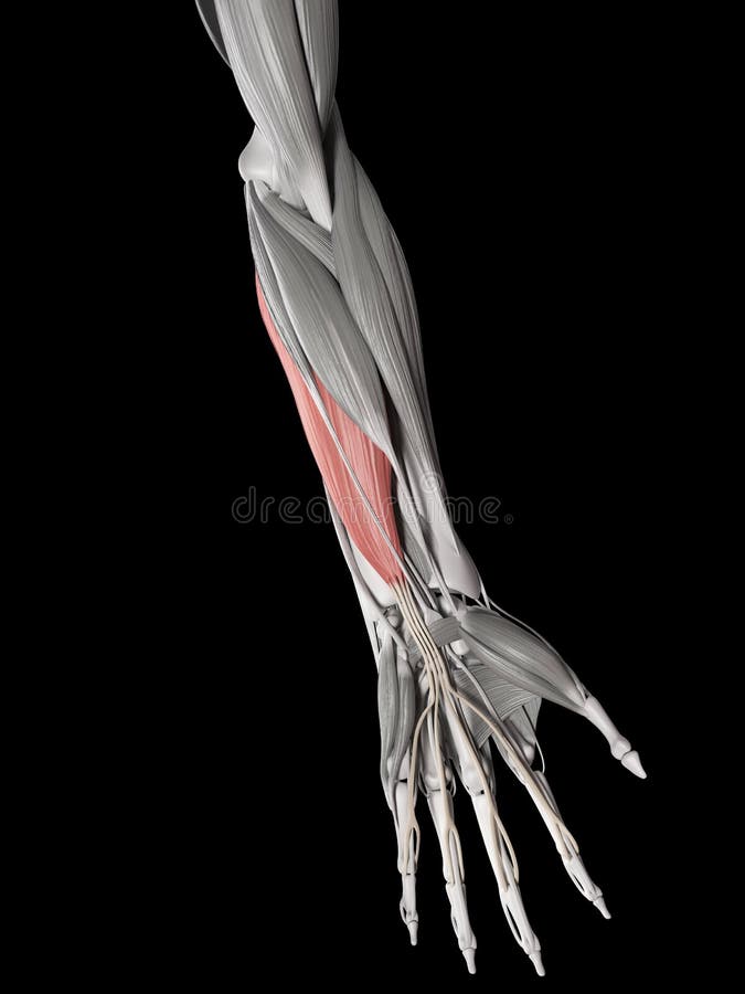 Il Flessore Digitorum Superficiale Illustrazione di Stock ...