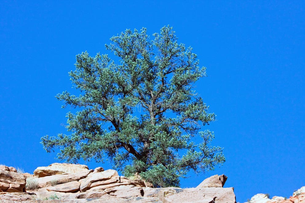I am surviving stock image. Image of erosion, springdale - 11374277