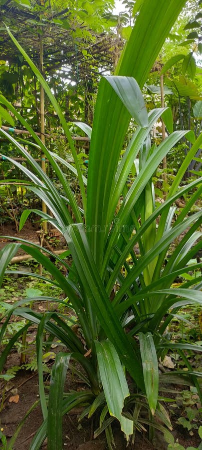 I Take Care of the Fragrant Pandan Plants that are almost Dead Stock ...