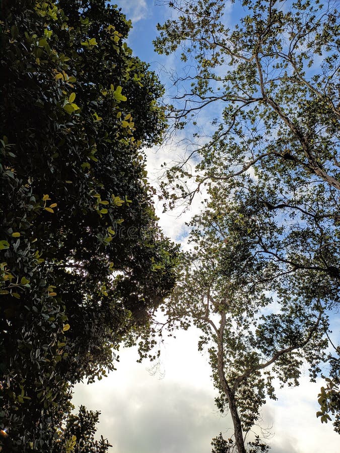 Natural Scenery in Sorowako Stock Photo - Image of flower, right: 267022598