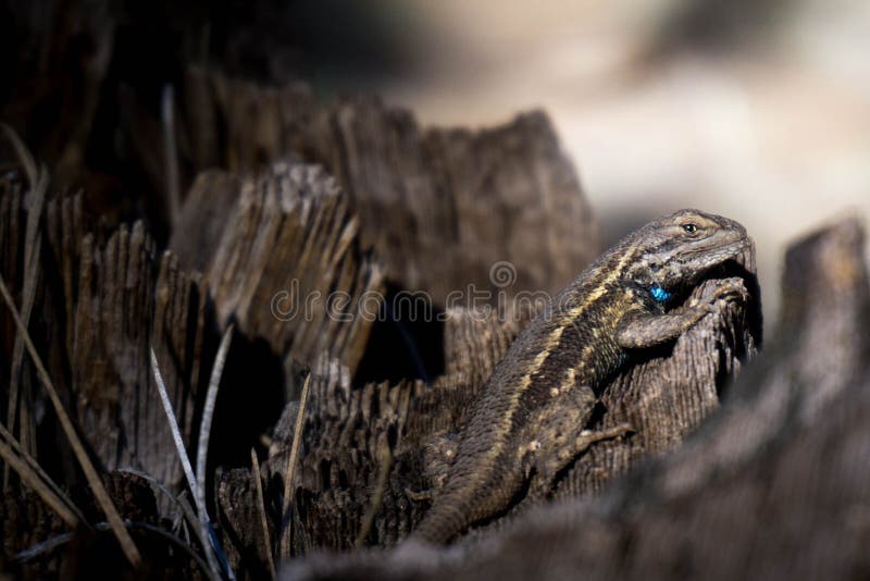 Fence lizard on a stump stock image. Image of depth - 101676015