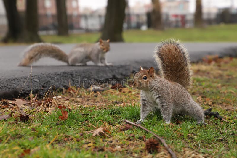 Two Squirrels Just Chilling Stock Image - Image of grass, pose: 241212095