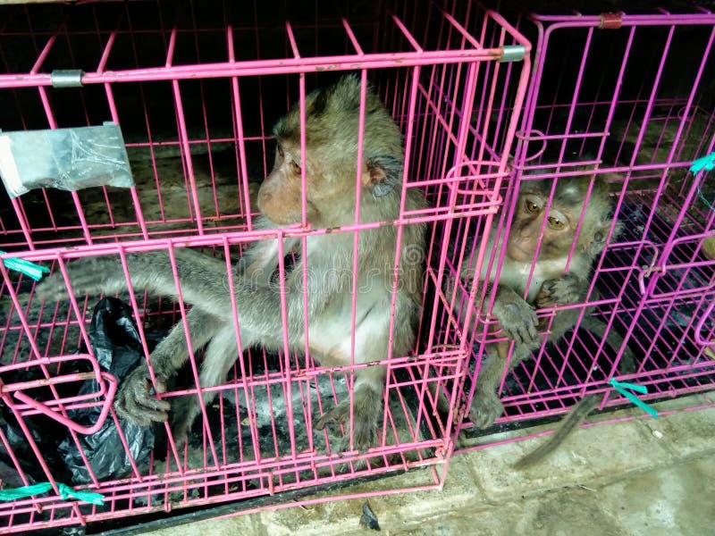 Freedom of the Shackled Monkey Stock Image - Image of freedom, hair ...