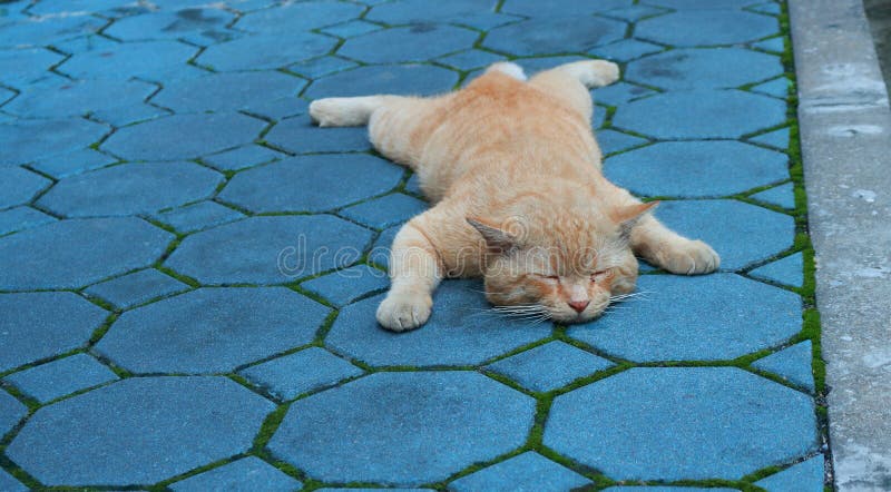 Sploot Live Wallpaper Stock Photos - Free & Royalty-Free Stock Photos ...