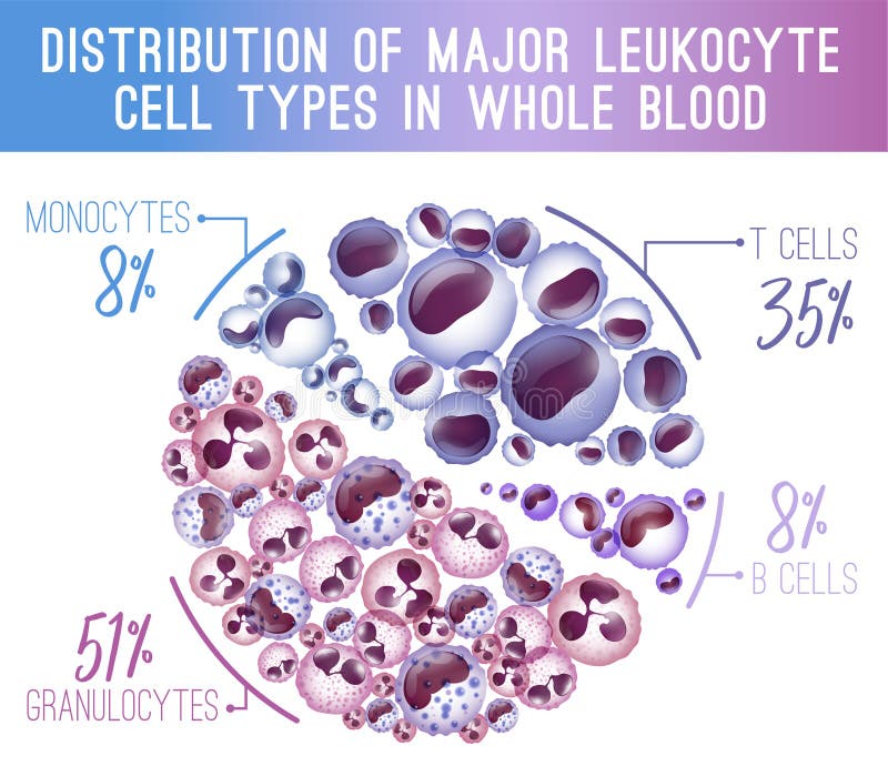 I Tipi Importanti Dei Leucociti Progettano Illustrazione Vettoriale ...