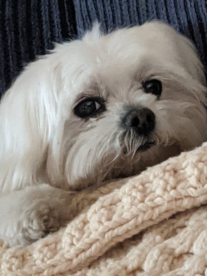 I am too cute stock photo. Image of white, maltese, cute - 174155364