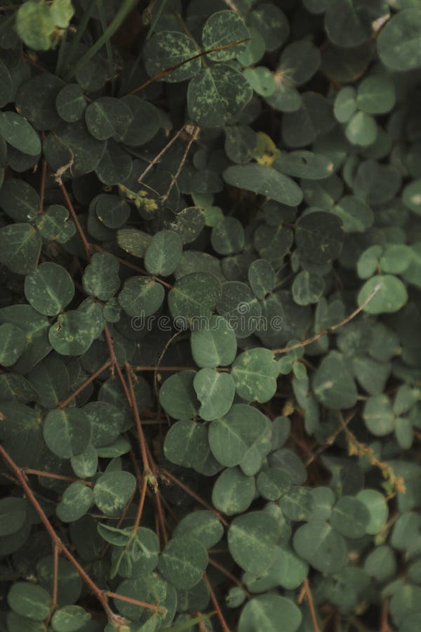 I Took a Photograph of this Leaf Around My House Stock Photo - Image of ...