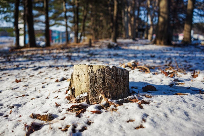 I Took a Picture of Half a Tree and Snow Stock Photo - Image of forest ...