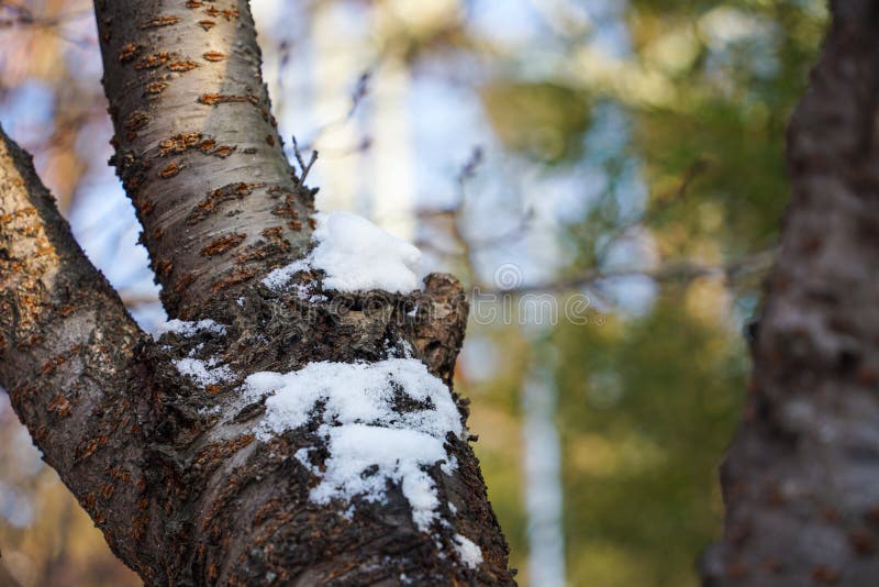I Took a Picture of Snow Piled Up on the Tree Stock Photo - Image of ...