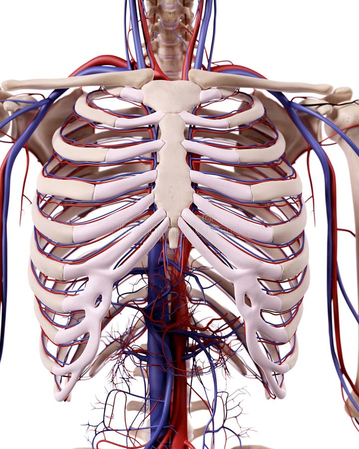 L'anatomia del torace illustrazione di stock. Illustrazione di corpo ...