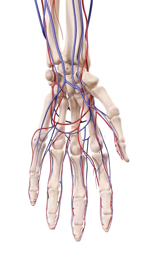 I Vasi Sanguigni Della Mano Illustrazione di Stock - Illustrazione di ...