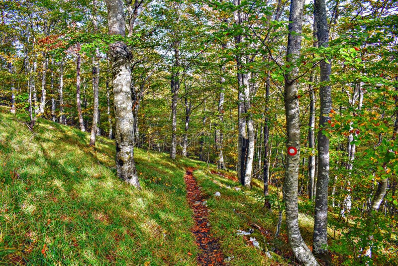 Take a Walk through the Calm Forest. Stock Image - Image of tree, plant ...