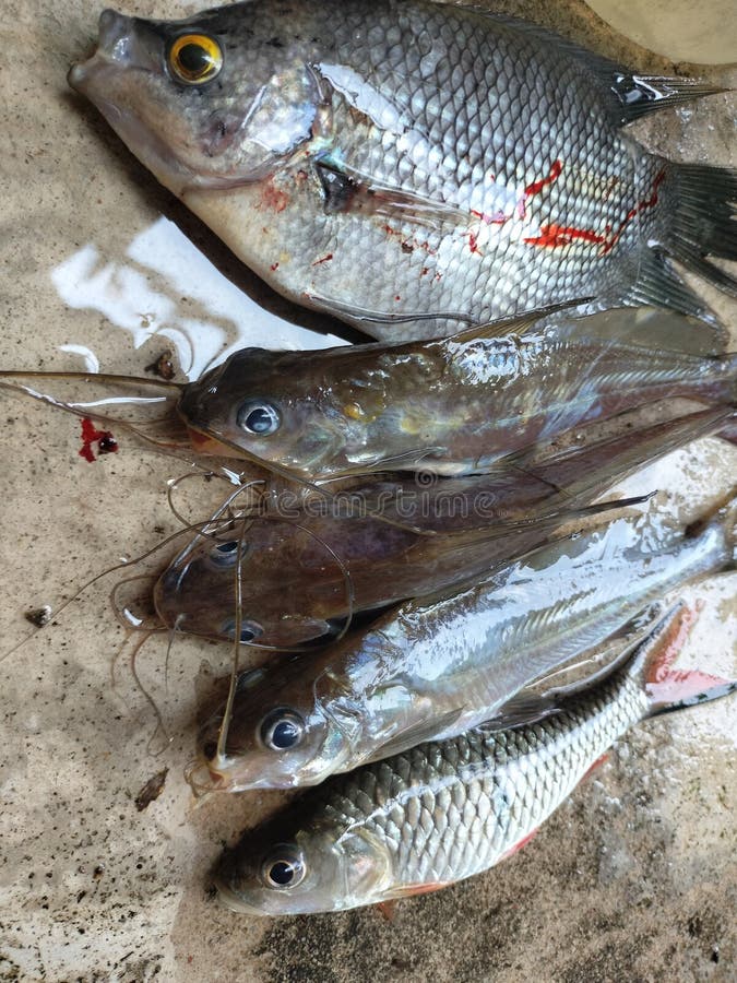 I Went Fishing and Caught Some Fish Stock Photo - Image of fishing ...