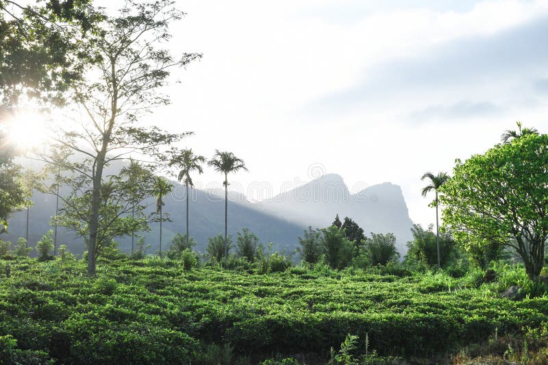 Green Tea State with Sunrise Landscape , Beautiful Nature Landscape ...