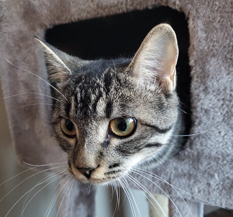 I Will Just Poke My Head Out Stock Photo - Image of head, poke: 219457538