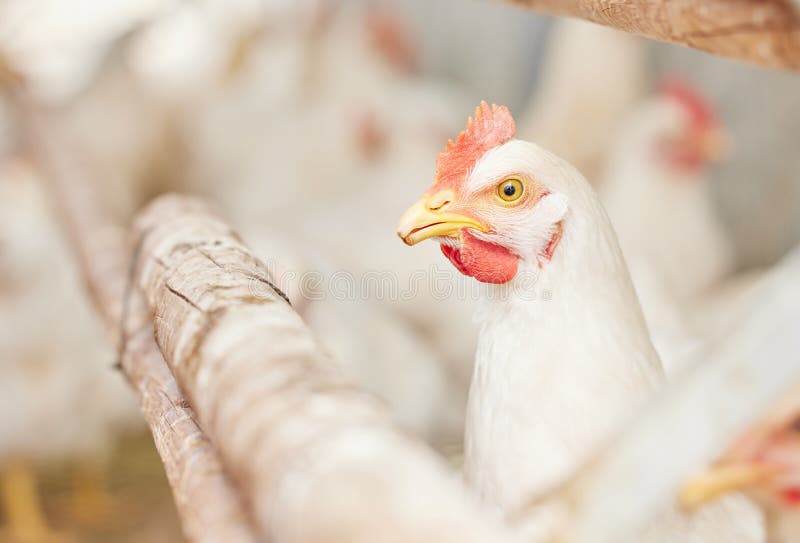 I Wonder when Lunch Will Be Served. Chickens on a Farm. Stock Image ...