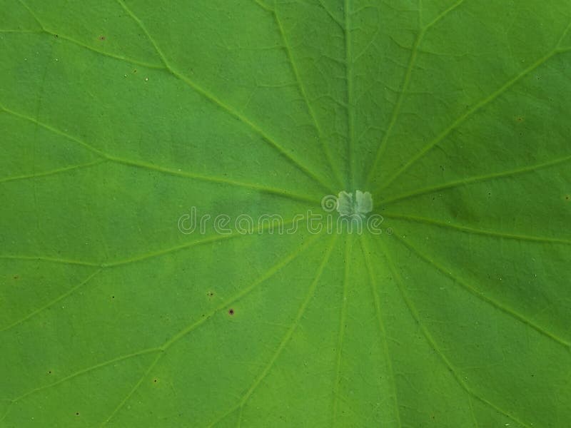 I Zoom the Lotus Leaf To See a Beatiful Pattern on it Stock Photo ...