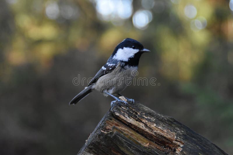 A Tiny Coal Tit stock photo. Image of outside, colors - 357657502