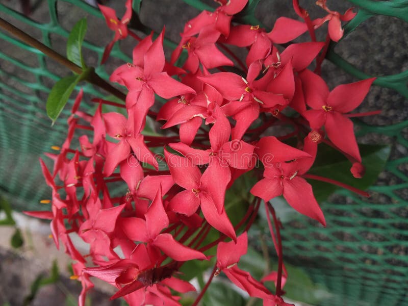 Gilliflower stock photo. Image of grown, flower, type - 164222498