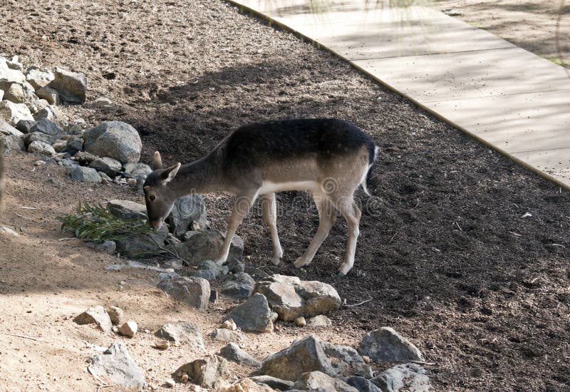 Ia Deer Stock Photos - Free & Royalty-Free Stock Photos from Dreamstime