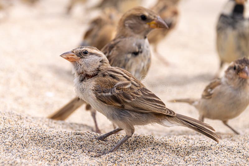 Iago Sparrows Boa Vista Cape Verde Stock Image - Image of animal ...
