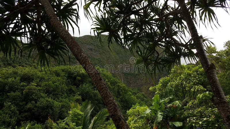 Iao valley maui stock photo. Image of plants, greenery - 86343680