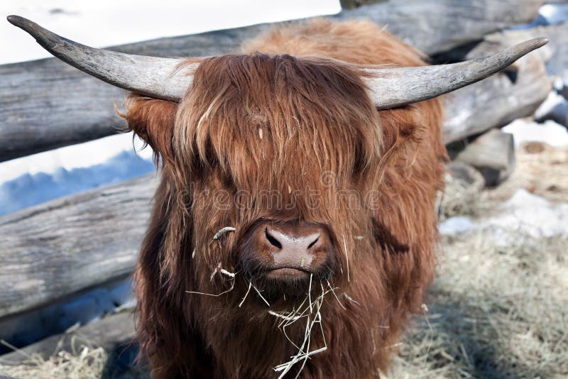 Iaques foto de stock. Imagem de miséria, iaques, ninguém - 13903944