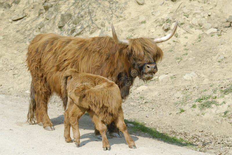 Iaques foto de stock. Imagem de pele, animal, tibetano - 14052842