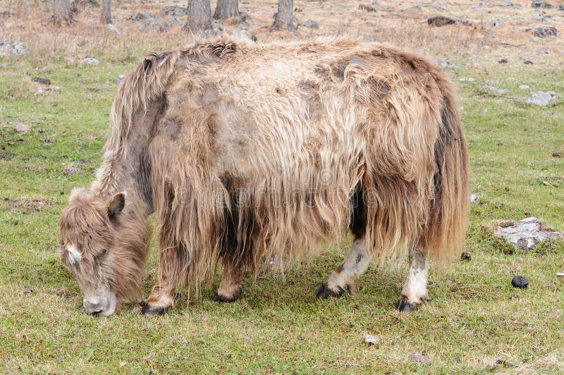 Iaques do â de Mongolia foto de stock. Imagem de cabelo - 5377518