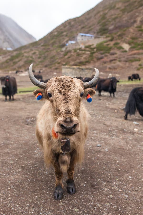 Animal Doméstico Dos Iaques Na Vila De Himalaya Foto de Stock - Imagem ...
