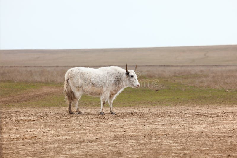 Os iaques foto de stock. Imagem de gado, animal, iaques - 12561648