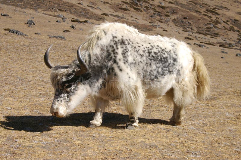 Iaques no pasto foto de stock. Imagem de agricultura, touro - 8123084