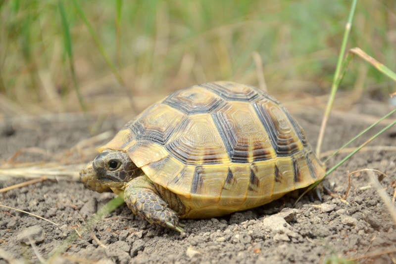 Testudo graeca ibera immagine stock. Immagine di animali - 55286327