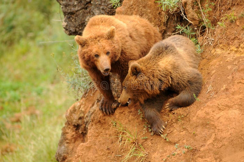 Iberian bear in Cabarceno stock image. Image of griffon - 261587847