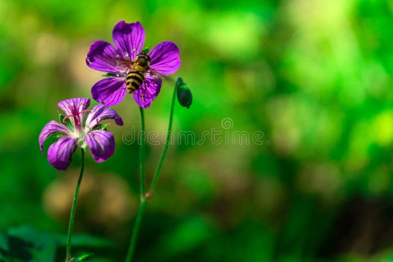Iberian Geranium. Bee Pollinates Forest Flower. Stock Image - Image of ...