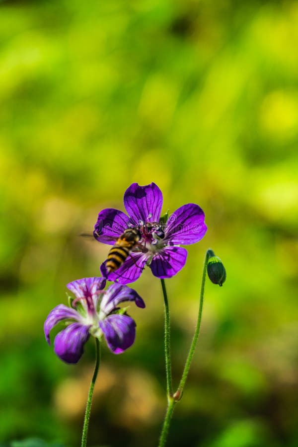 Iberian Geranium. Bee Pollinates Wild Purple Flower Stock Image - Image ...