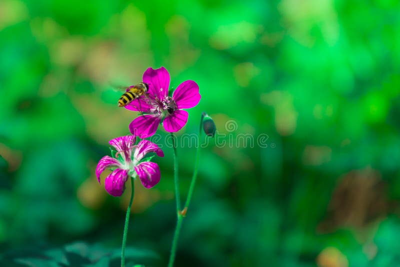 Iberian Geranium. Field Purple Flower on Green Background Stock Image ...