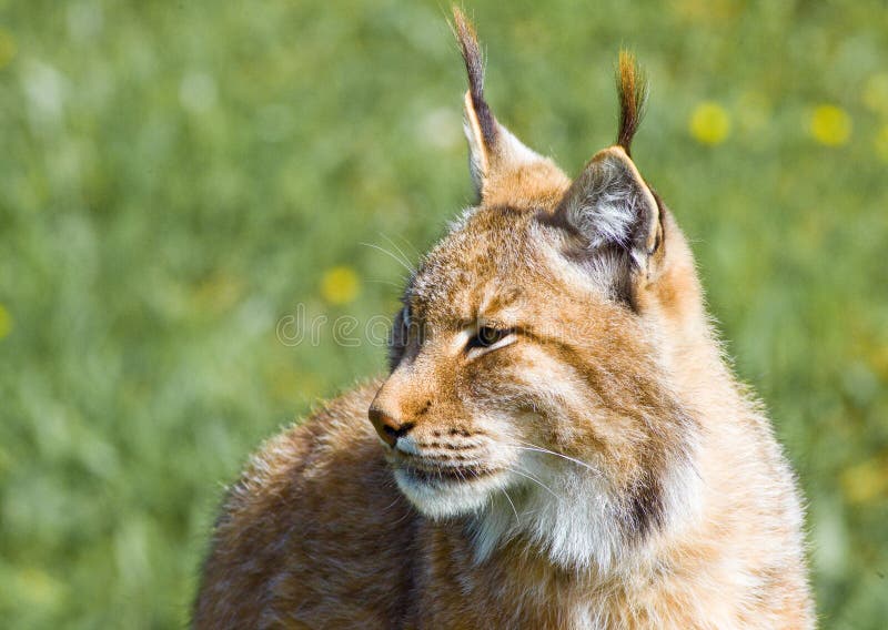 Iberian lynx stock photo. Image of lynx, wildcat, carnivore - 12113842