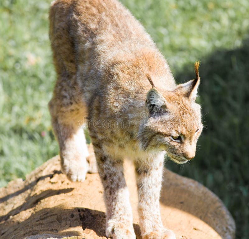 Iberian lynx stock photo. Image of feline, iberian, endangered - 12131720