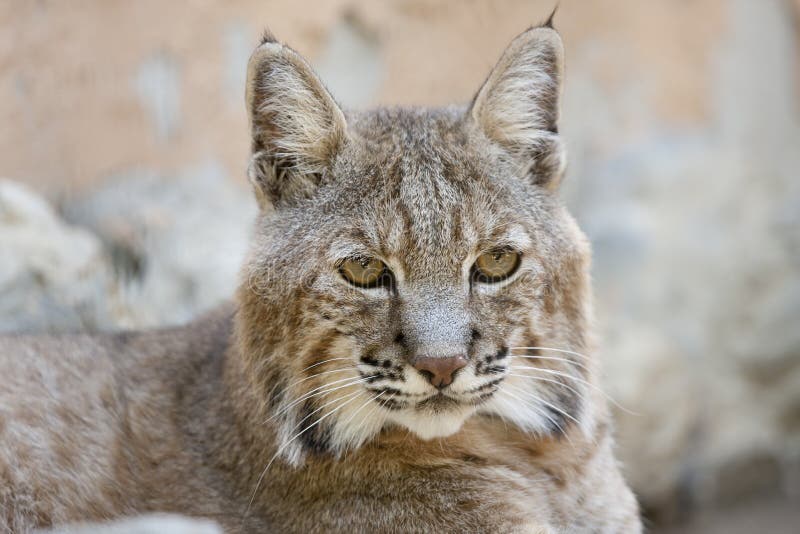 Lynx profile stock photo. Image of hunting, genus, lynx - 36100486