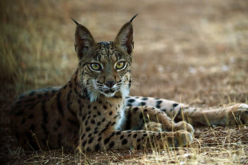 The Iberian Lynx Lynx Pardinus, Portrait of a Young Cat after Sunset ...
