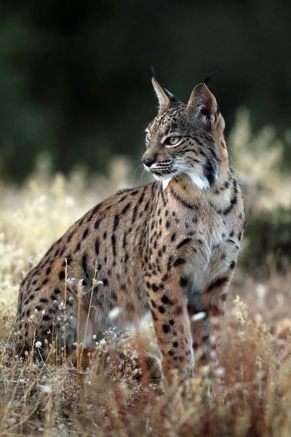 The Iberian Lynx (Lynx Pardinus), Portrait of a Young Cat after Sunset ...