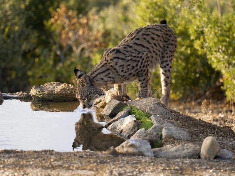 Iberian Lynx, Lynx Pardinus Stock Photo - Image of september, mammal ...