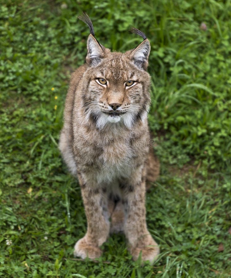 Iberian lynx stock photo. Image of iberian, animal, monitor - 2059748