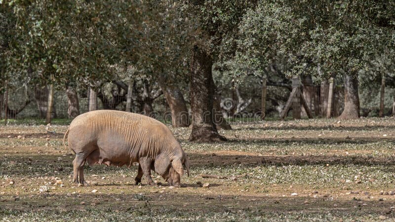 Iberian Pig, Iberian Breed Pig Cattle in the Pasture Stock Photo ...