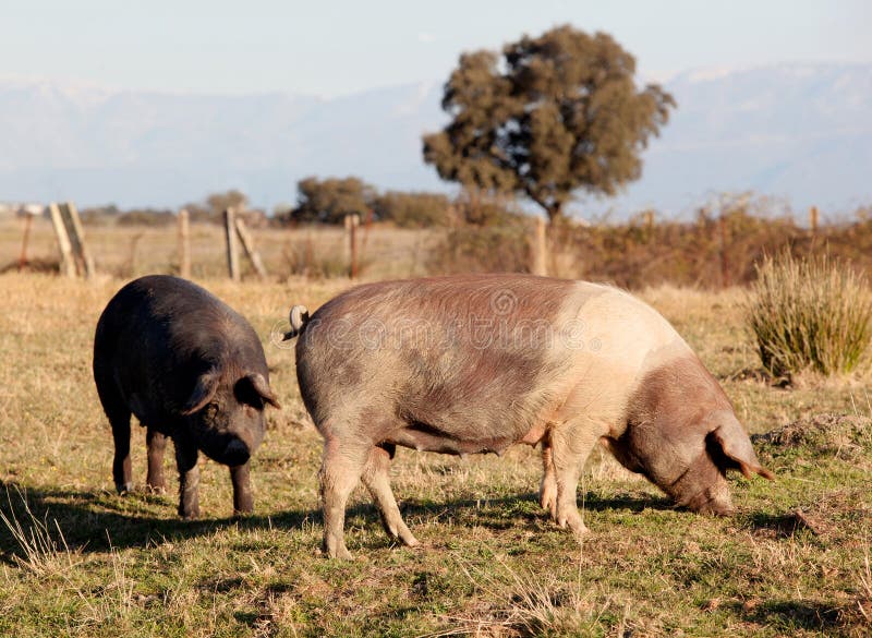 Iberian Pig in the Field of Spain. Stock Photo - Image of hoof, farrow ...