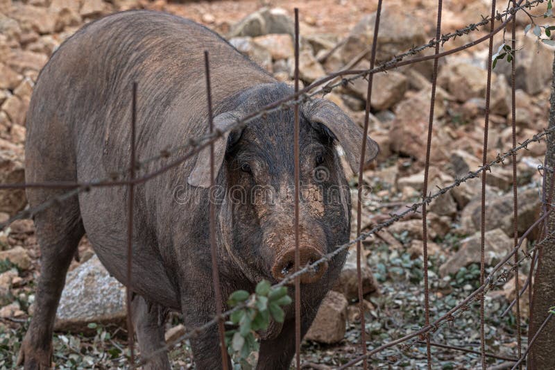 The Iberian Pig Looking at the Camera Stock Image - Image of jail, meat ...