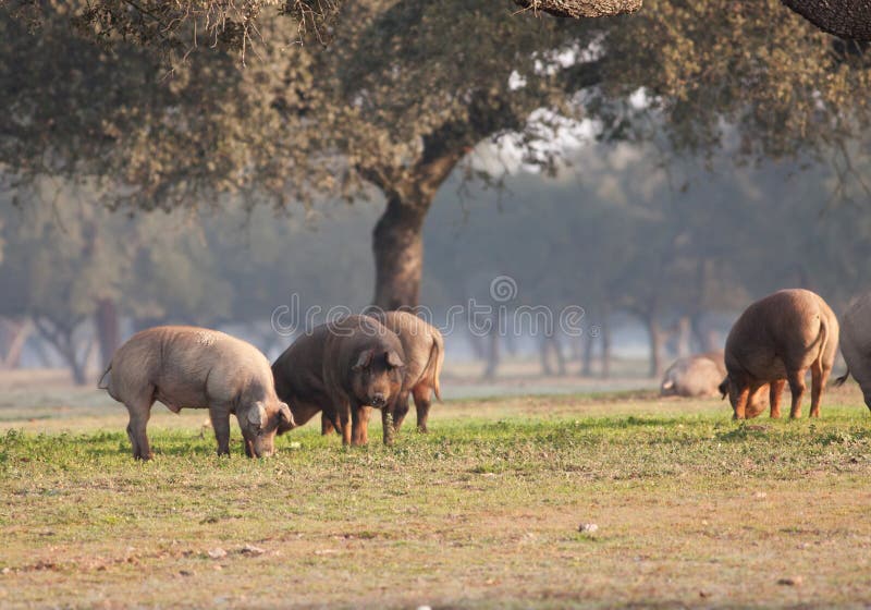 Iberian pig in the meadow stock image. Image of livestock - 71273815