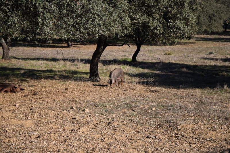 Iberian Pigs Eating in Dehesa or Field with Rays of Light Behind the ...