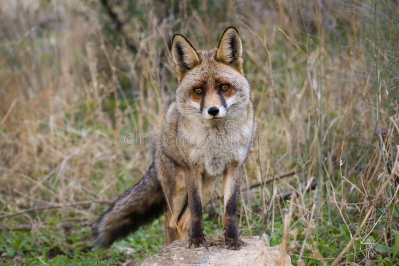 Iberian Red fox stock photo. Image of camera, european - 64521524
